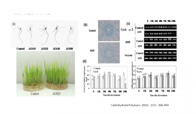 alginate oligosaccharides for agricultures as plant fertilizer ...