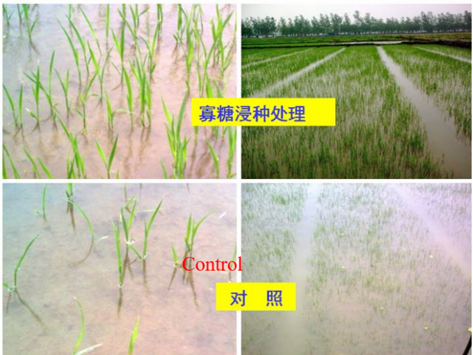 alginate oligosaccharides for agricultures as plant fertilizer ...